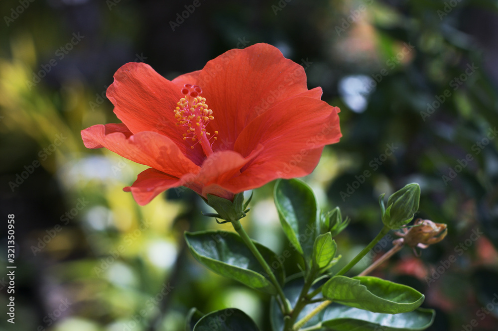 Hibiscus rosa-sinensis, known colloquially as Chinese hibiscus, close ...