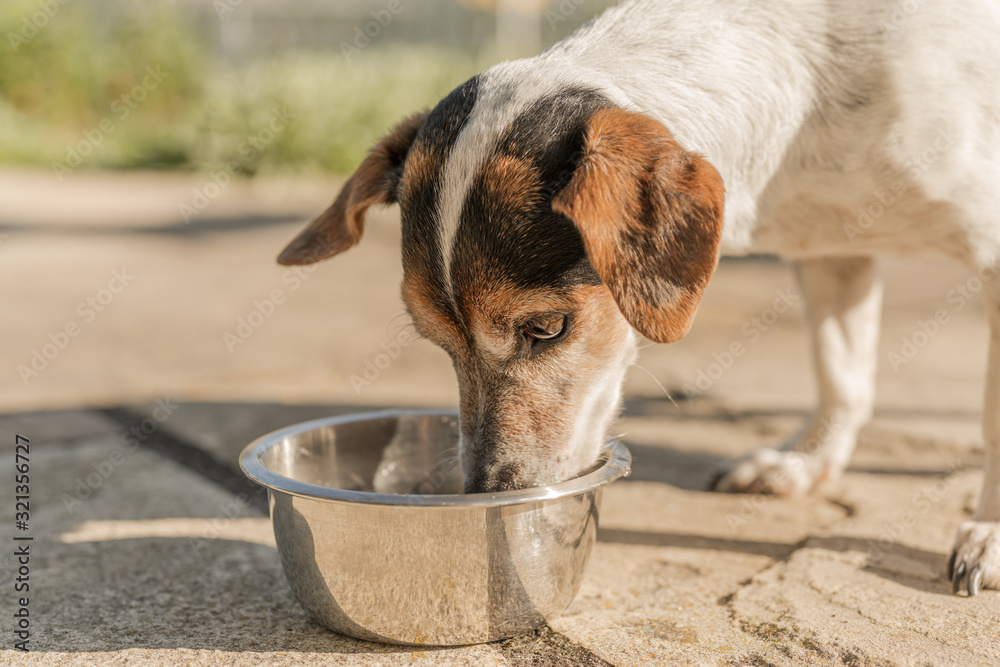 Cute Dog is drinking water from a bowl in a hot summer - Jack Russell ...