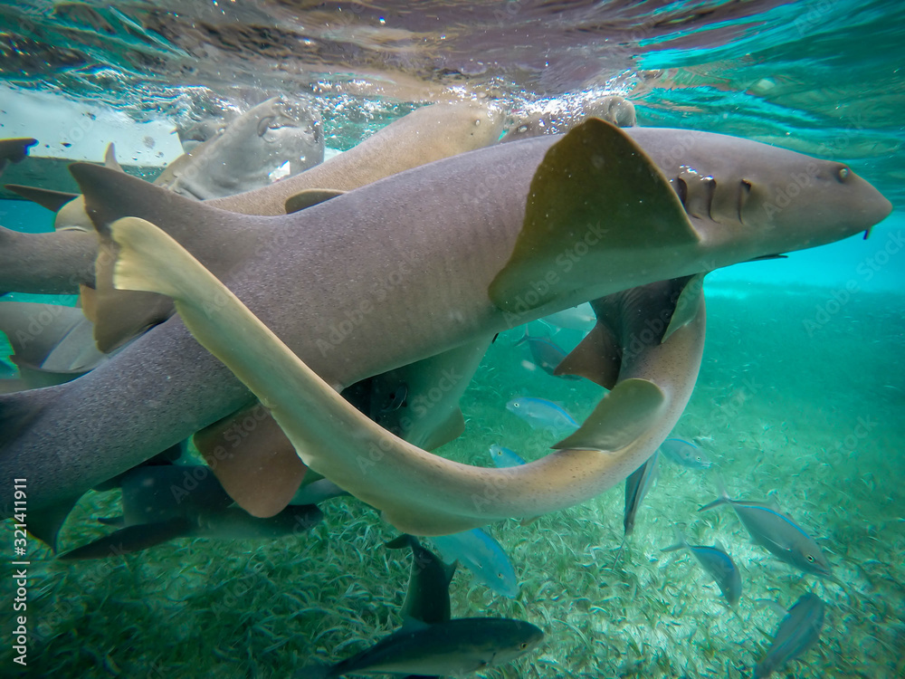 requin nourrice au bélize Stock Photo | Adobe Stock