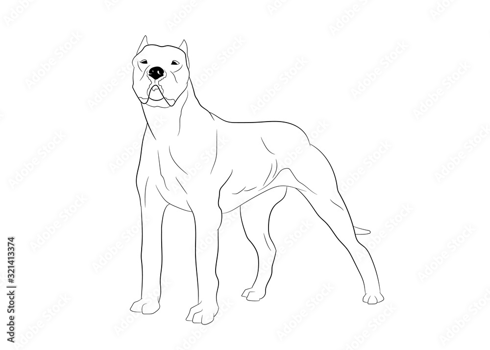 Dogo Argentino Dog. Vector outline stock illustration realistic lines ...