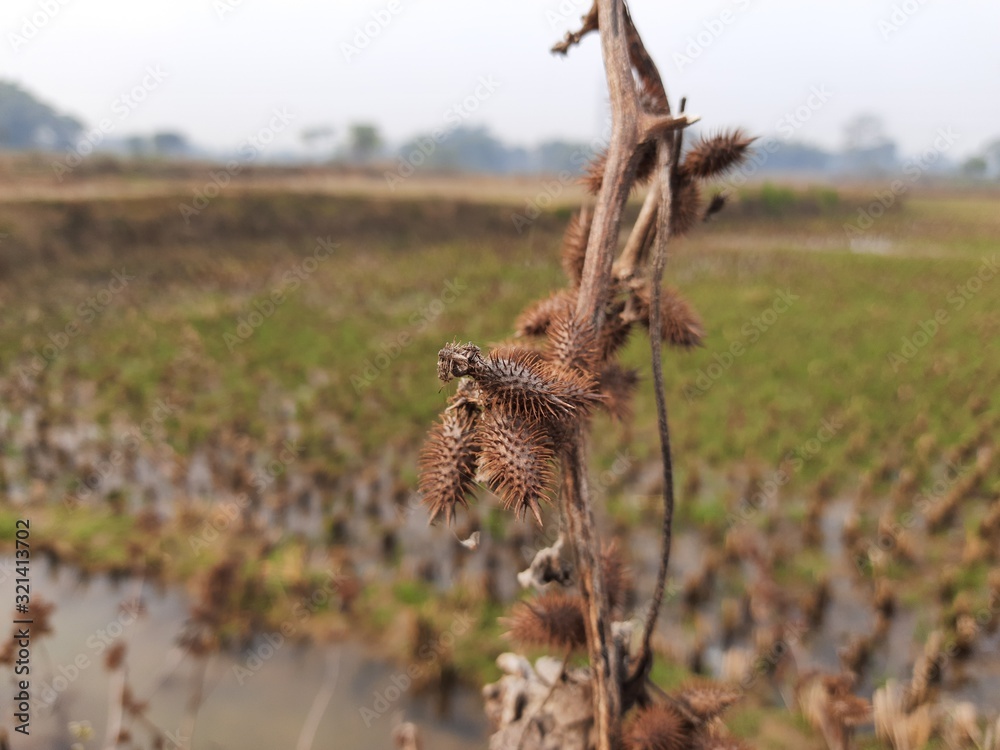 Xanthium strumarium (rough cocklebur,clotbur, common cocklebur, large ...