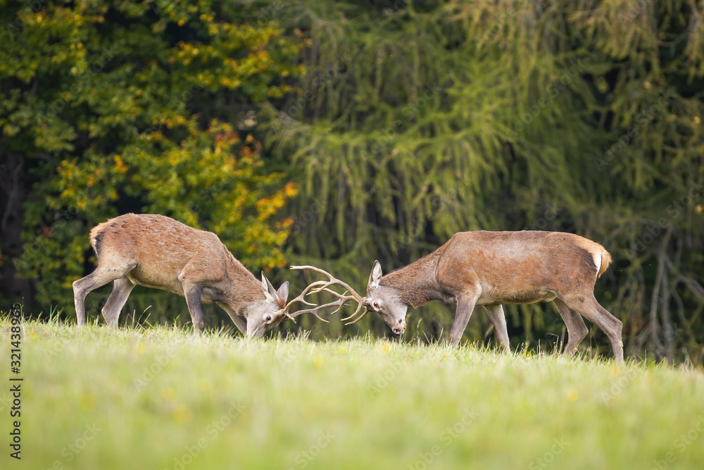 Two young red deer, cervus elaphus, stags fighting in rutting season ...