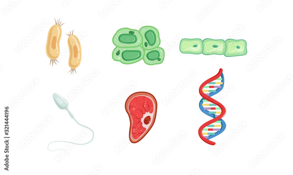 Different Types of Cells, DNA Structure Collection, Human Anatomy ...