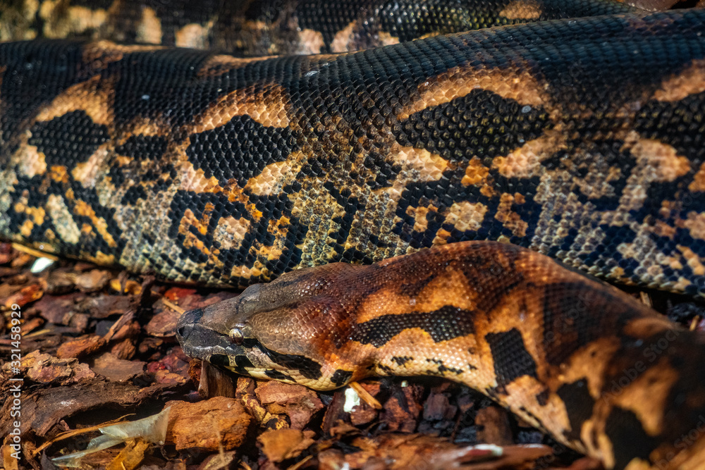 Single Malagasy Ground Boa - latin Acrantophis madagascariensis ...