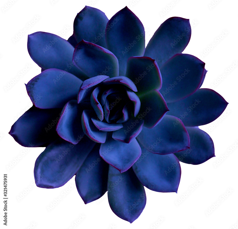 Succulents in classic blue, color 2020. Isolated, PNG. Color of the ...