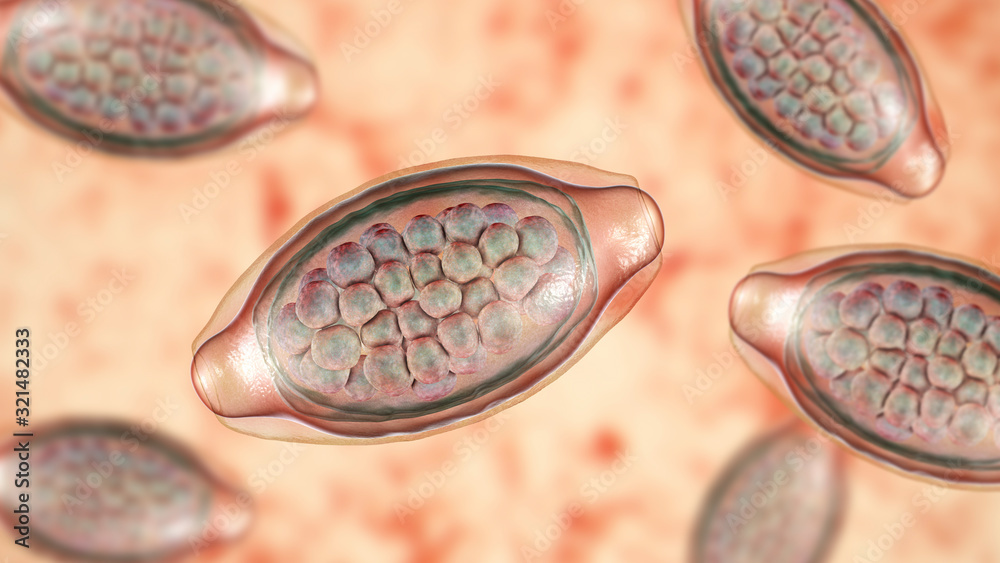 Eggs of parasitic roundworm Trichuris trichiura, or whipworm, the ...