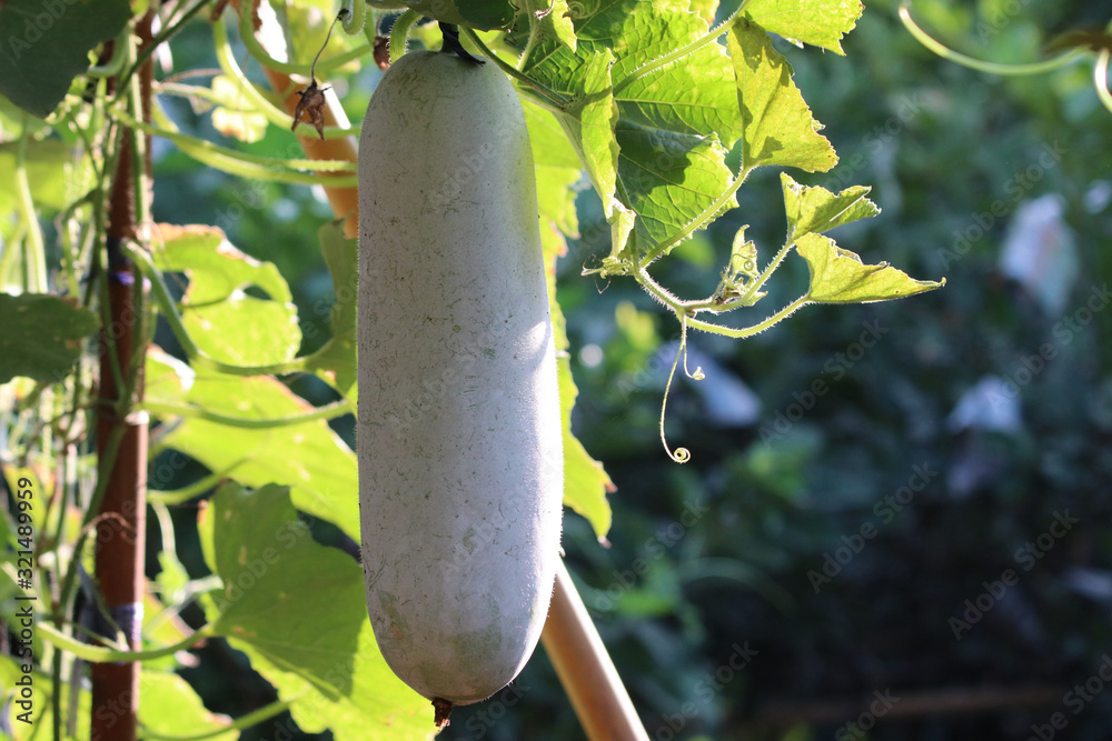 Ash gourd agriculture growth in nature organic farm with daylight ...