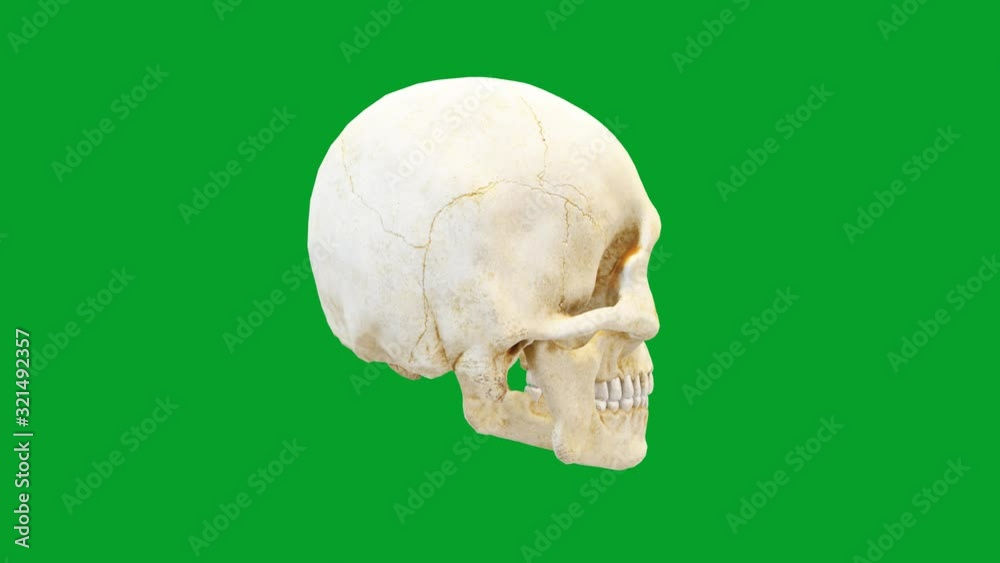 Rotating human skull motion graphics with green screen background Stock ...