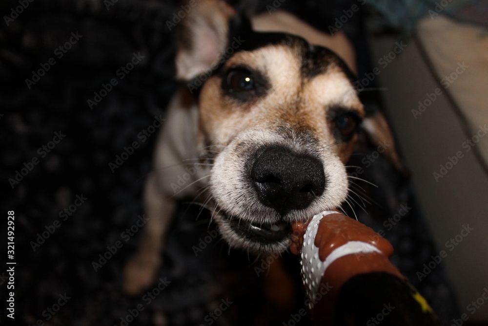 Jack Russel Mago Merlino Stock Photo | Adobe Stock