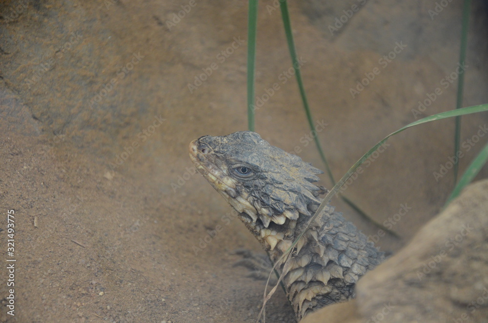 Sungazer, giant girdled lizard or giant dragon lizard or giant zonure ...