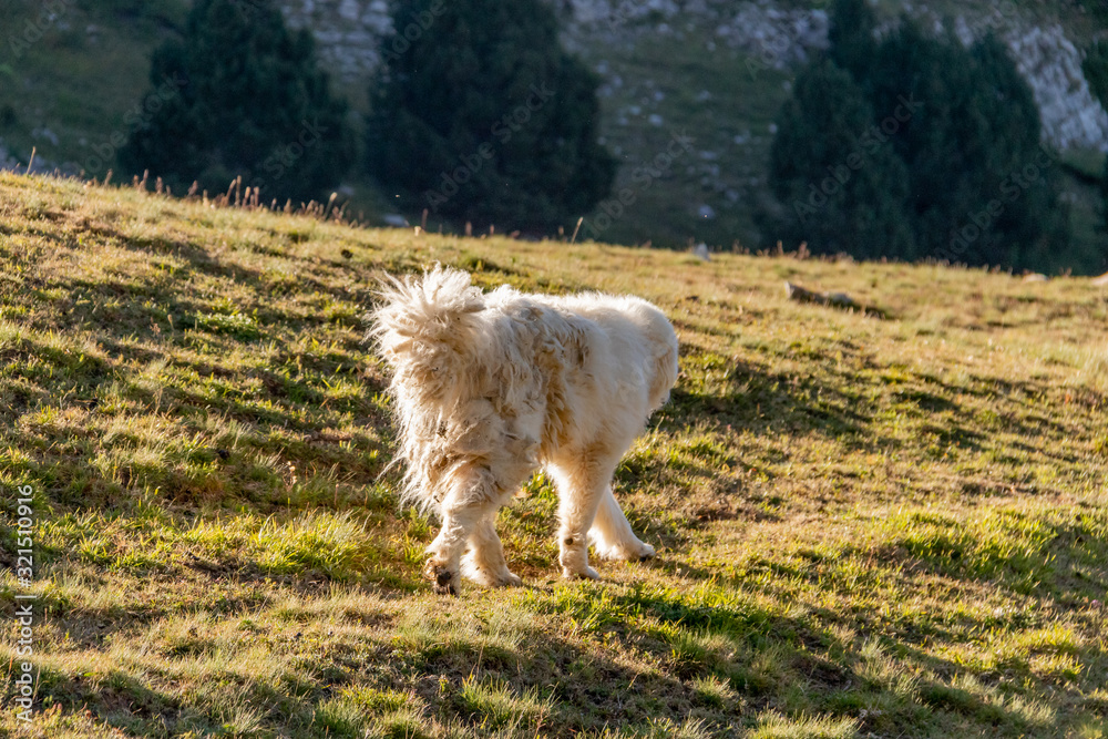 Patou - Chien de berger - Montagne des Pyrénées Stock Photo | Adobe Stock