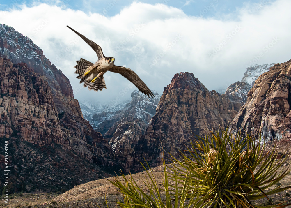 The Falcon in Folklore and Myth has Represented Freedom Spirit and ...