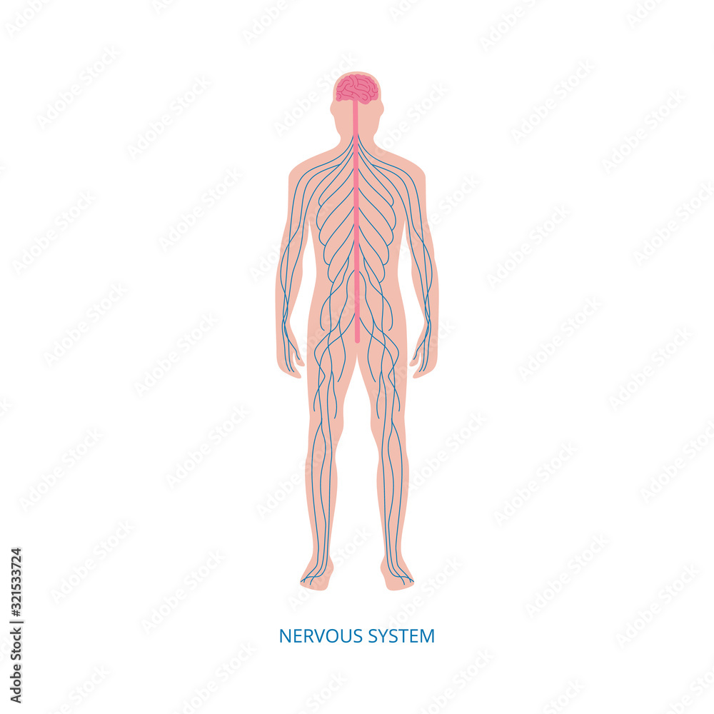 Nervous system - cartoon diagram of male human body with blue nerve ...