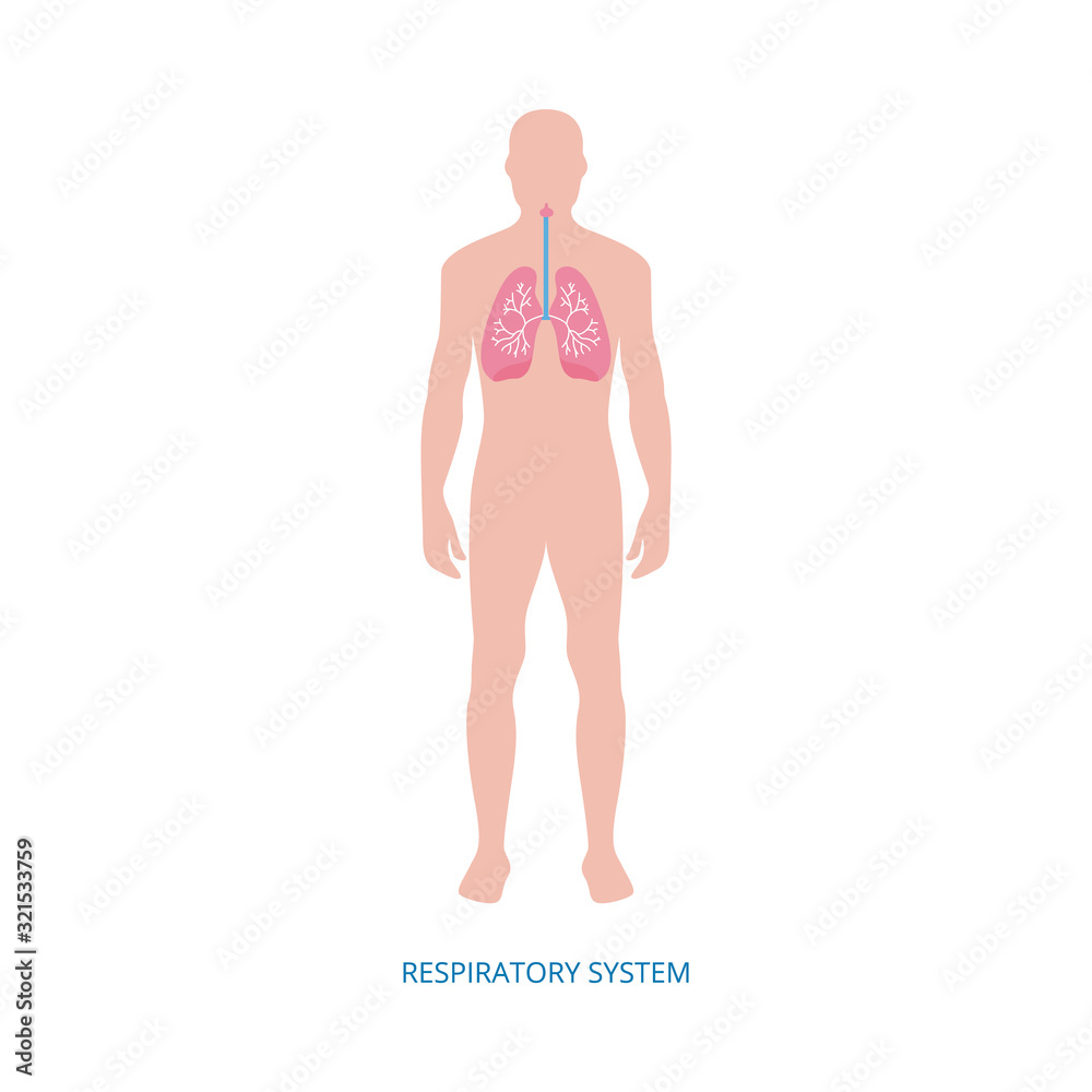 Respiratory system - human anatomy diagram of cartoon man with pink ...