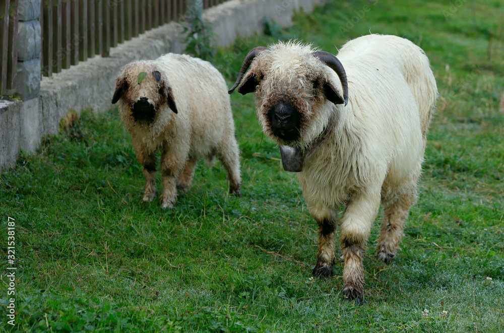 Two sheep of a wool breed on a green meadow. A white sheep with a black ...