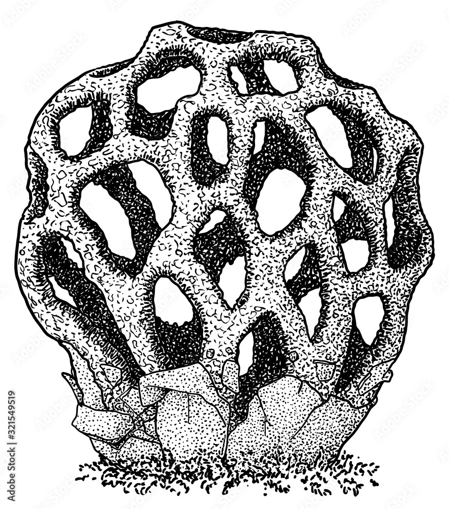 Clathus ruber, basket stinkhorn illustration, drawing, engraving, ink ...