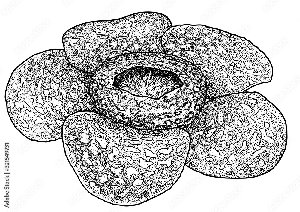 Rafflesia illustration, drawing, engraving, ink, line art, vector Stock ...