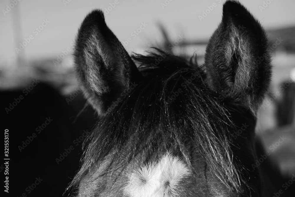 Foto de Foal forelock hair close up in black and white, horse listening ...