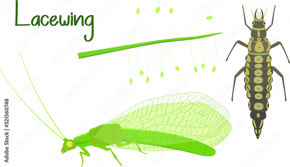 Life cycle of lacewing (Chrysopa). Lacewing flat vector illustration on ...