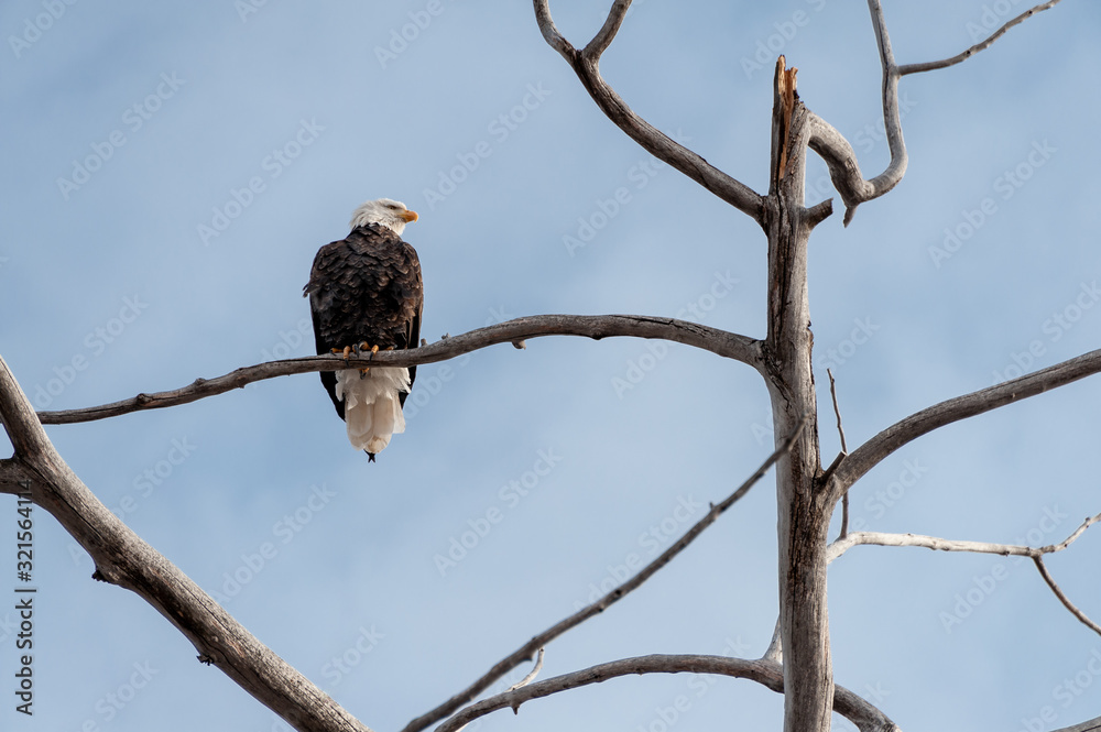 Bald eagle in bare tree Stock Photo | Adobe Stock