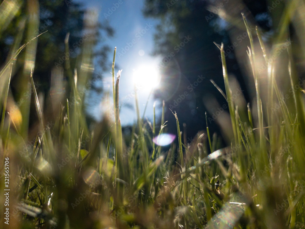 Grass from a low angle with trees and sun Stock Photo | Adobe Stock