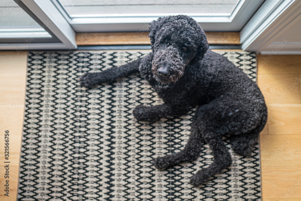 Overhead view of a black poodle laying down on the floor by a sliding ...