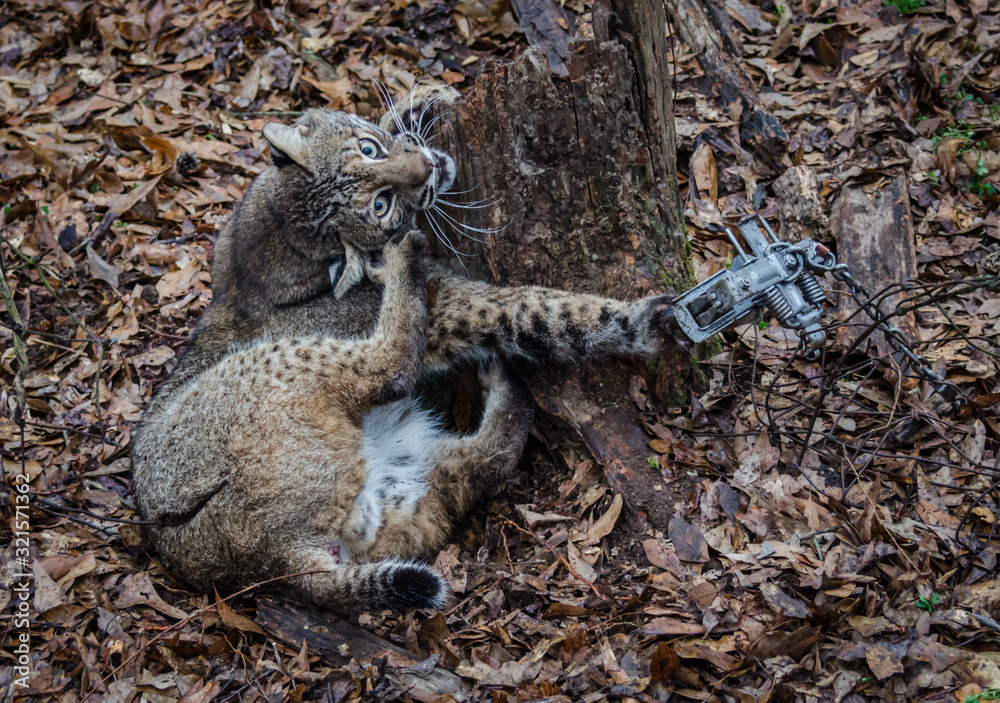 Bobcat feline caught by trapper in live trap. Wildlife predator trapped ...