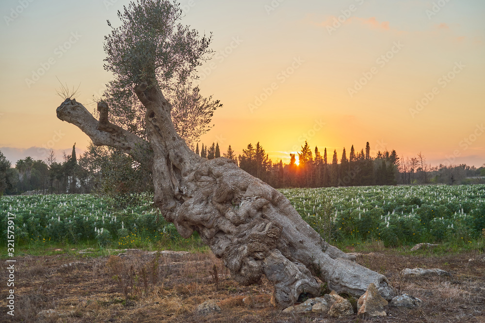 Old sick olive tree bending over the ground Stock Photo | Adobe Stock