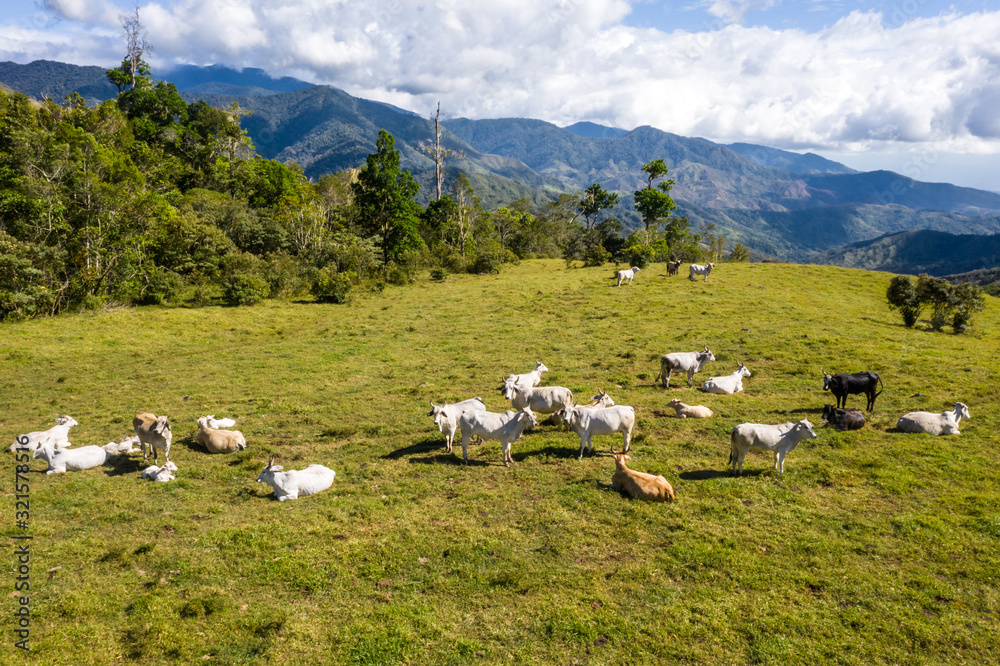 Cattle farm in Costa Rica Stock Photo | Adobe Stock