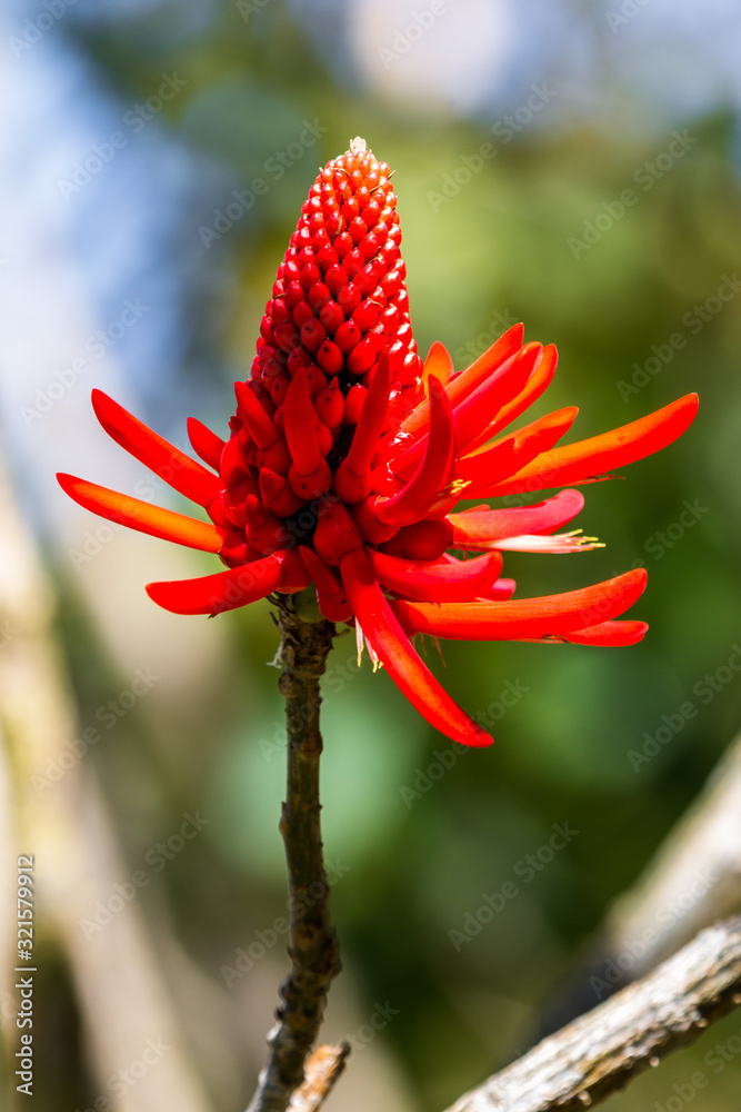 Erythrina rubrinervia - coral tree flower Stock Photo | Adobe Stock
