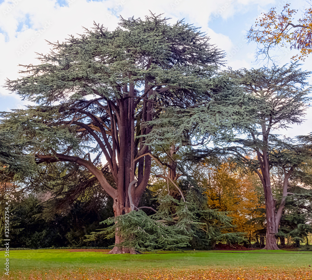 Cedrus libani tree known as cedar of Lebanon or Lebanon cedar in ...