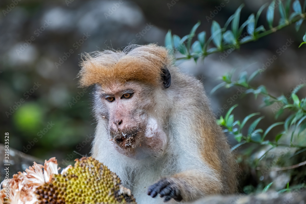 Toque Macaque (Macaca sinica) Eating a Bread Fruit, Sinharaja Rain ...