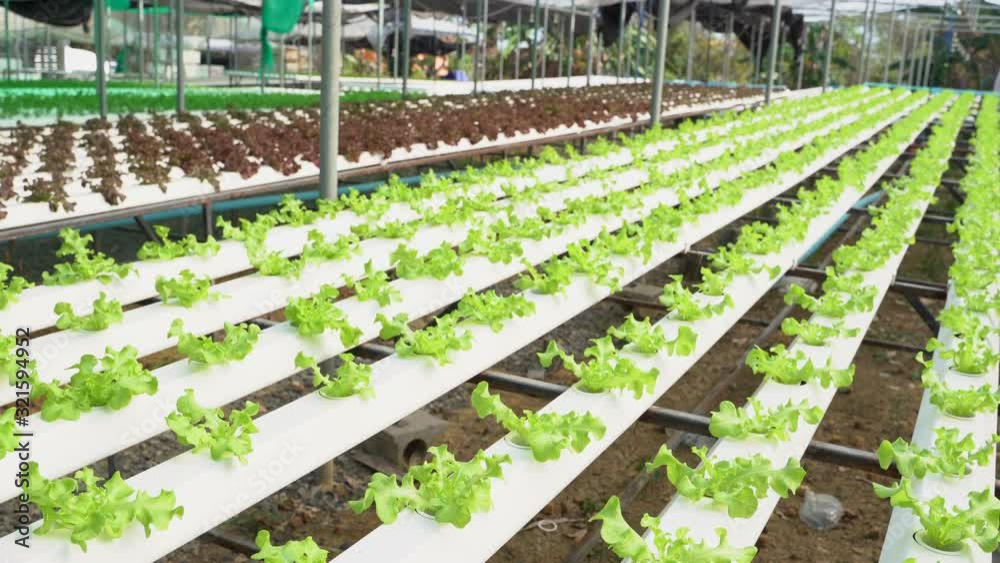 Hydroponics vegetables Green oak lettuce growing in plastic pipes at ...