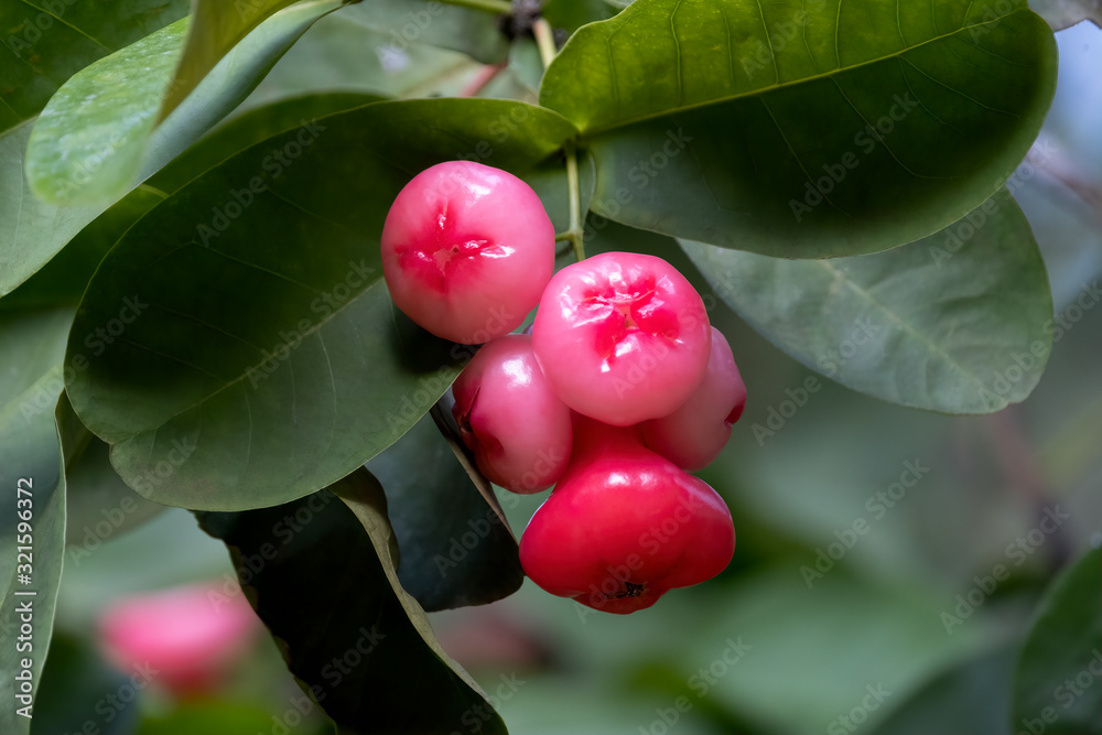 Jambu fruit (Syzygium samarangense), Sinharaja Rain Forest Reserve, Sri ...