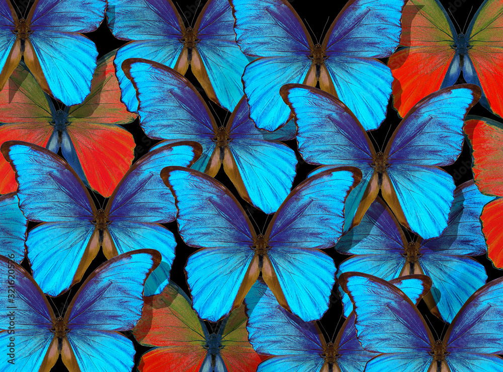 Bright natural tropical background. Morpho butterflies texture ...