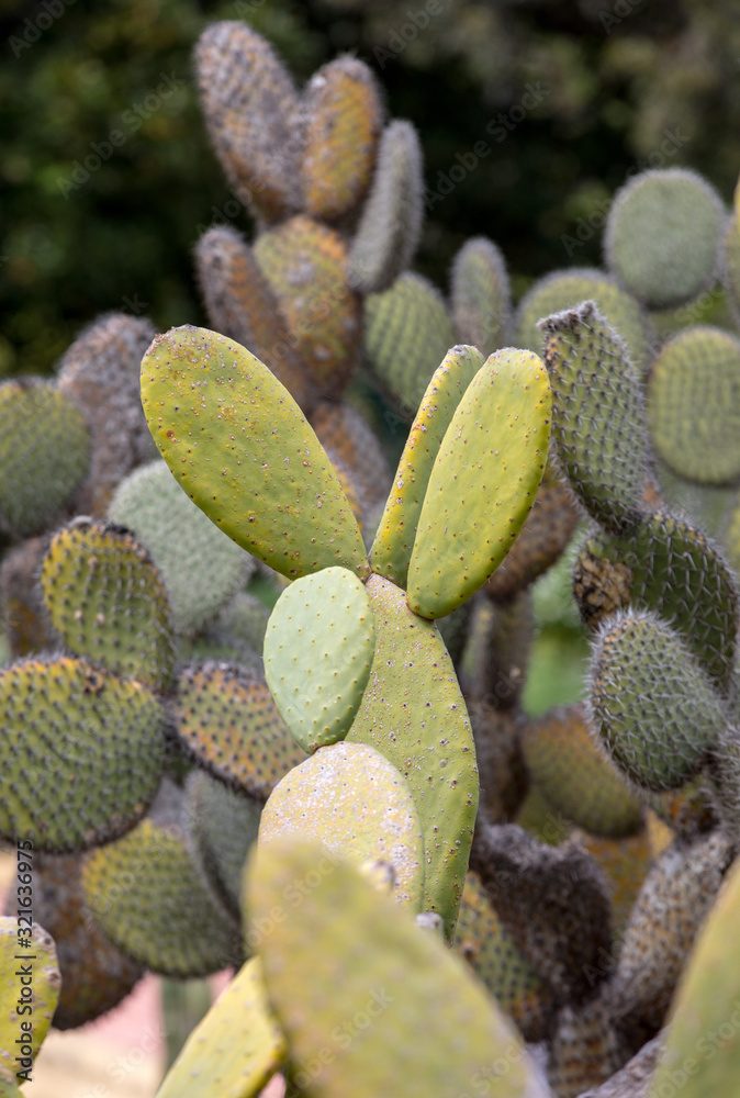 Opuntia vulgaris is a species of cactus that has long been a ...