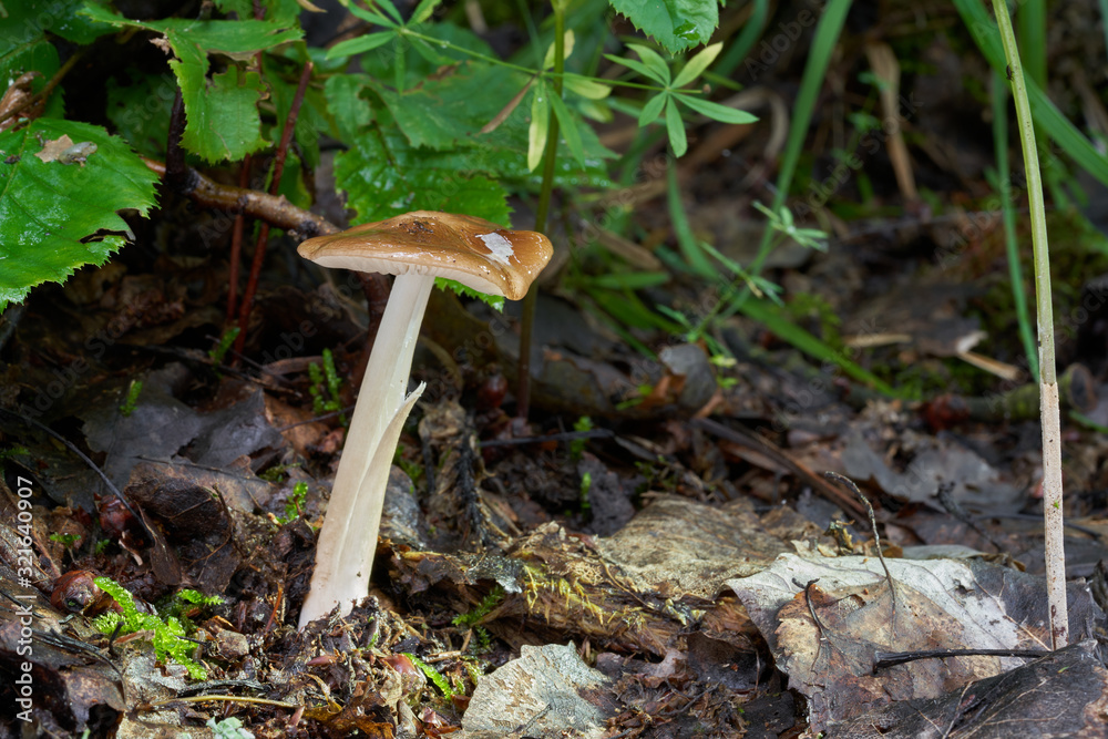 Edible mushroom Hymenopellis radicata or Xerula radicata in the ...