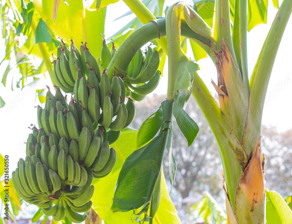 Dessertbanane und Bananenstauden in der Reife auf der Insel Kos ...