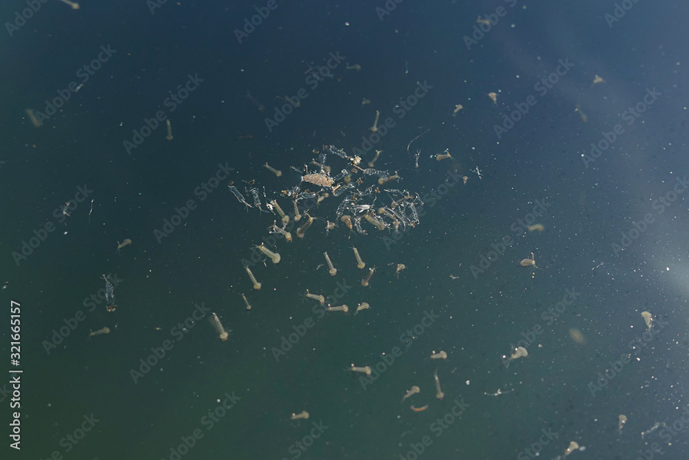 Group of mosquito larvae in the water in water tank, common house ...