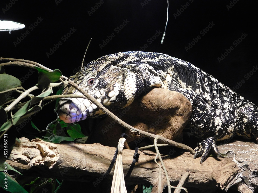 Argentine giant tegu sitting on the branch in the vivarium Stock Photo ...