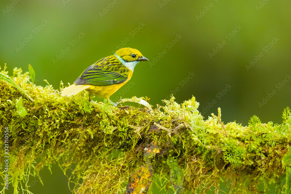 Foto Stock Silver-throated tanager (Tangara icterocephala) is a small ...