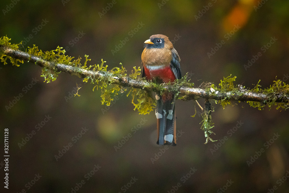 Masked trogon (Trogon personatus) is a species of bird in the family ...