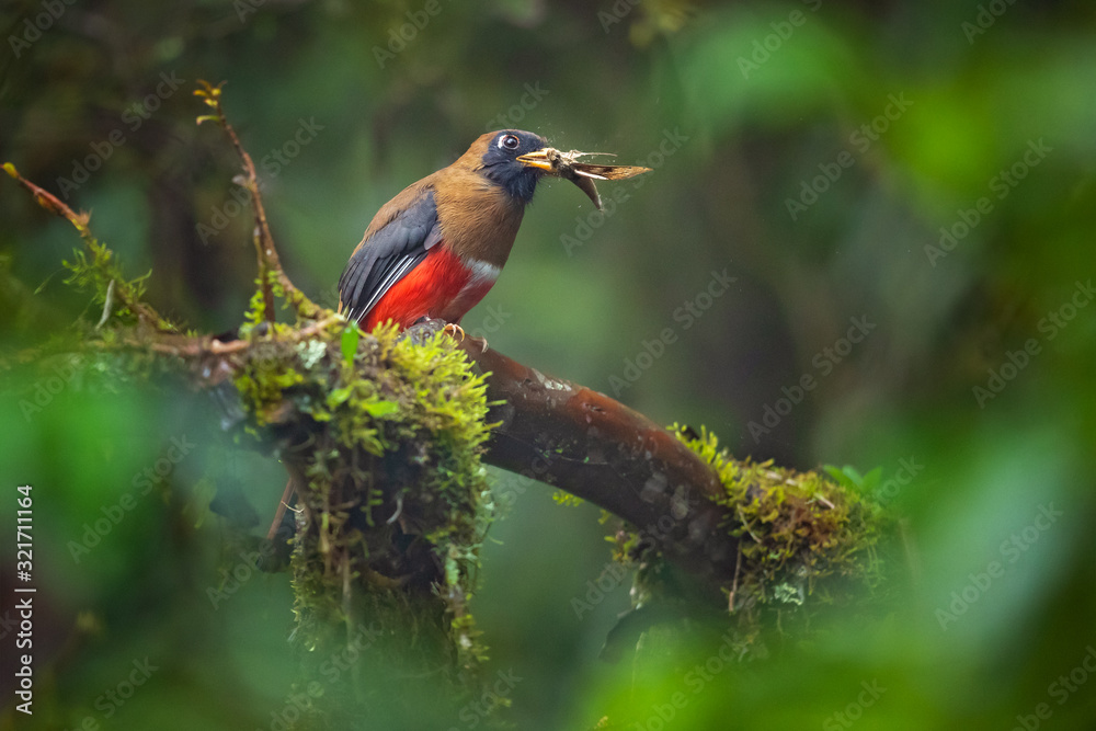 Masked trogon (Trogon personatus) is a species of bird in the family ...