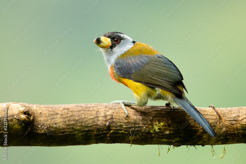 toucan barbet (Semnornis ramphastinus) is a barbet native to western ...