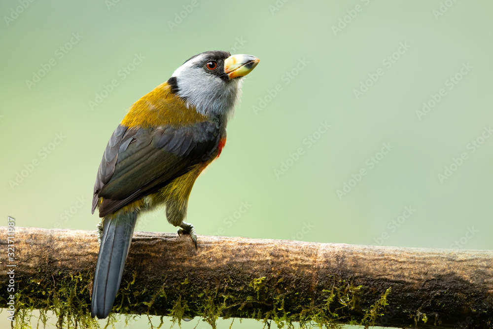 toucan barbet (Semnornis ramphastinus) is a barbet native to western ...