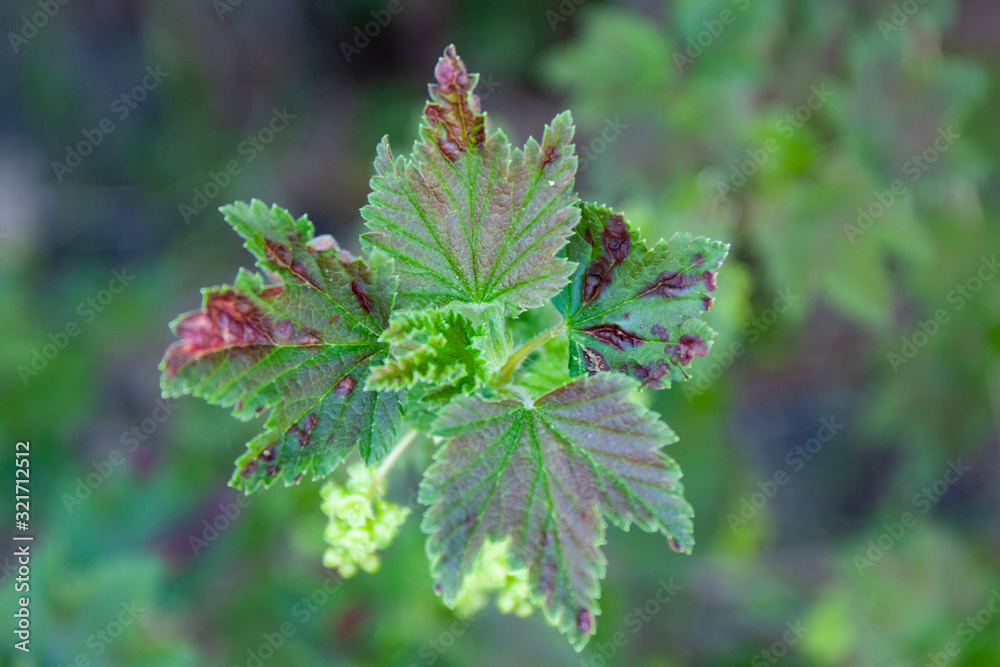 Sick currants close-up. Ill leaves of currant bush in the garden ...