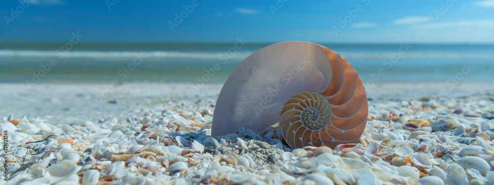 Beautfiful shell on the beach. Coastal dreams. Stock Photo | Adobe Stock
