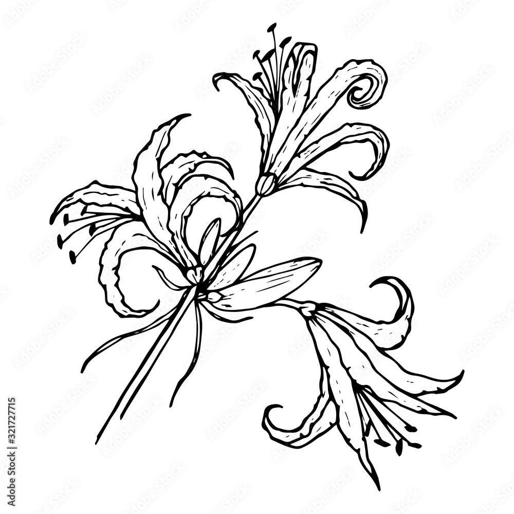 Vecteur Stock Nerine flower, spider lily, contour black line drawing ...