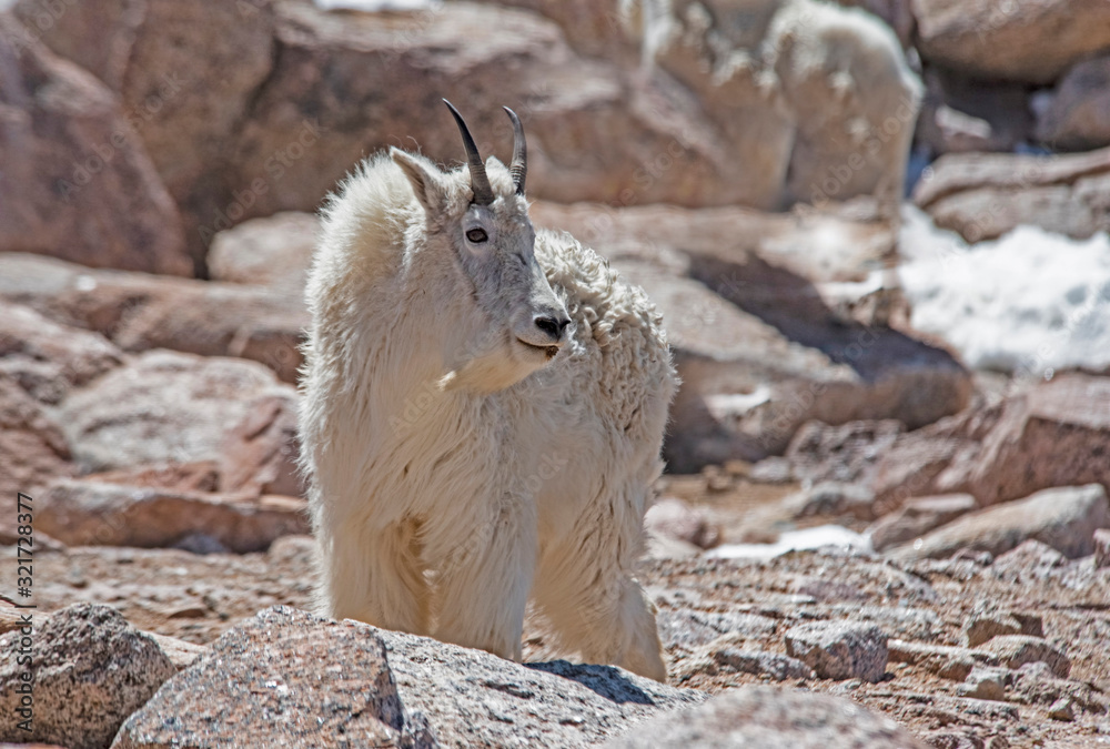 Female wild goat on Mt. Evans brings her baby down the mountain to feed ...