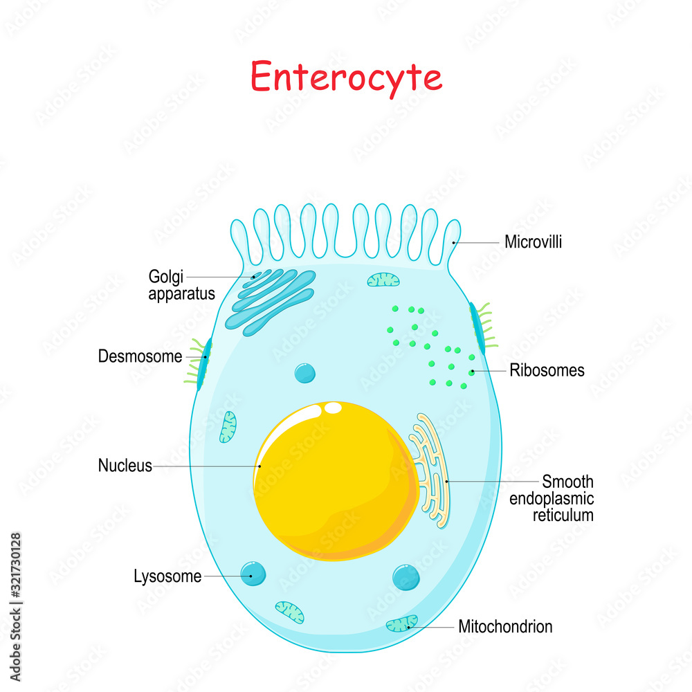 Enterocyte. Structure of the intestinal absorptive epithelial cell with ...